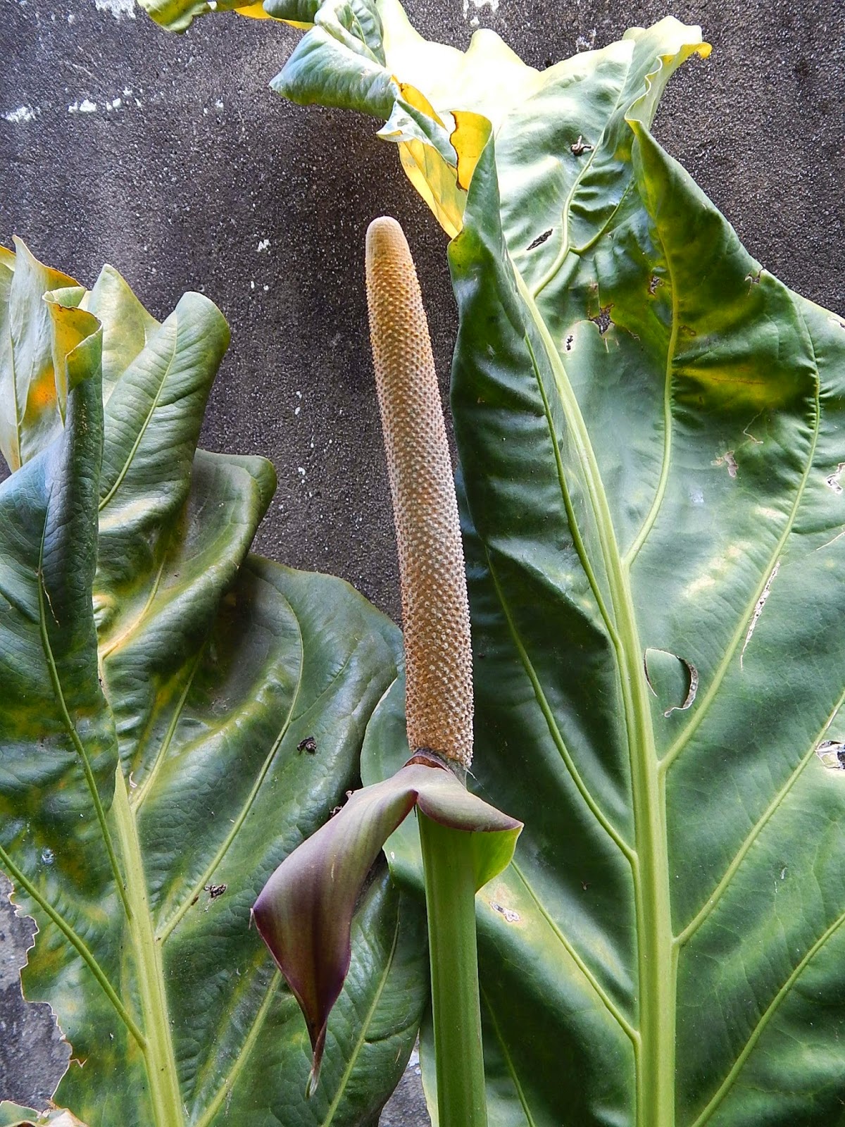 Sistemática Fanerógamas BIO 266 UEFS: Família Araceae